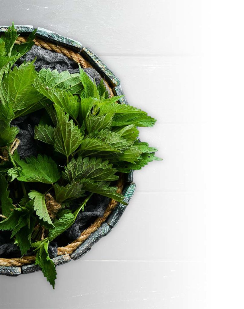 Wild Foragers | Foraged Foods from the Pacific Northwest