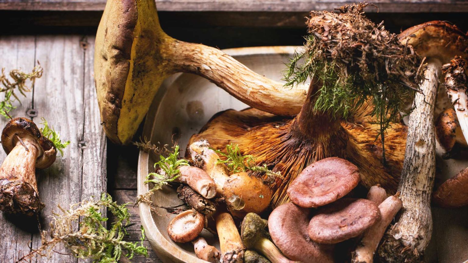 Wild Foragers | Foraged Foods from the Pacific Northwest